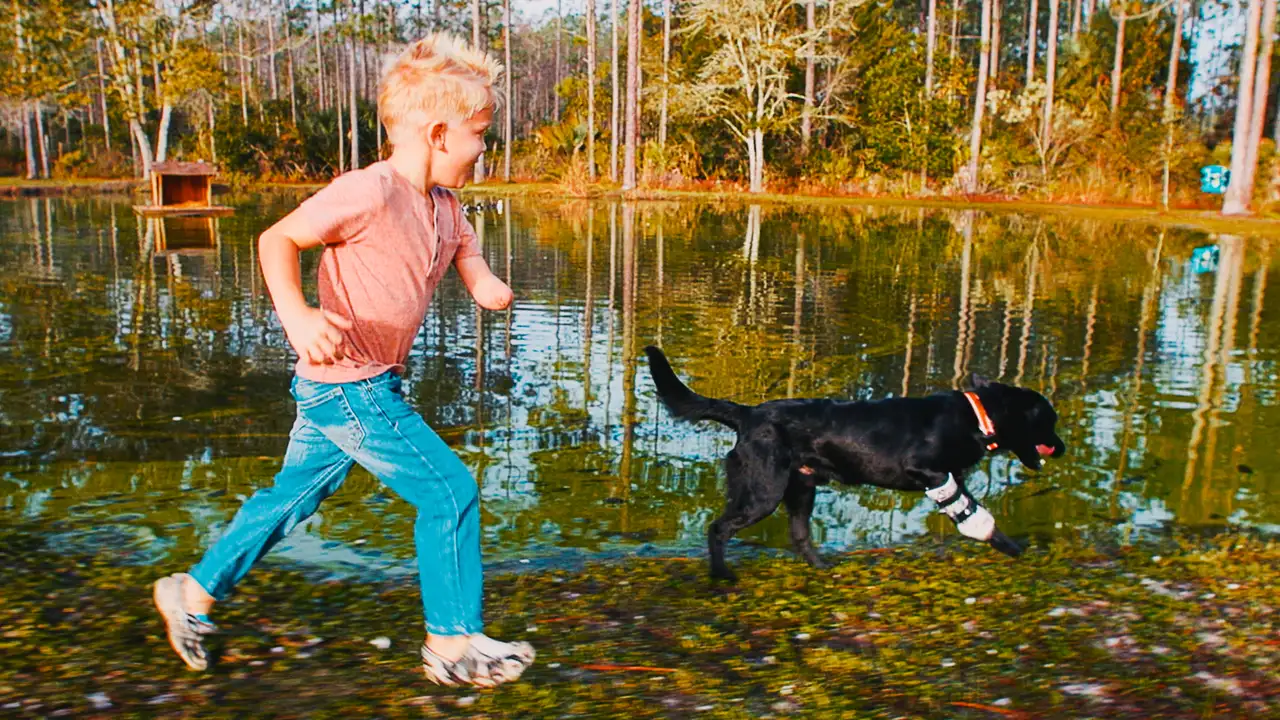 Watch The Wizard of Paws Season 6 Episode 8: A Buddy for Jojo Tidd