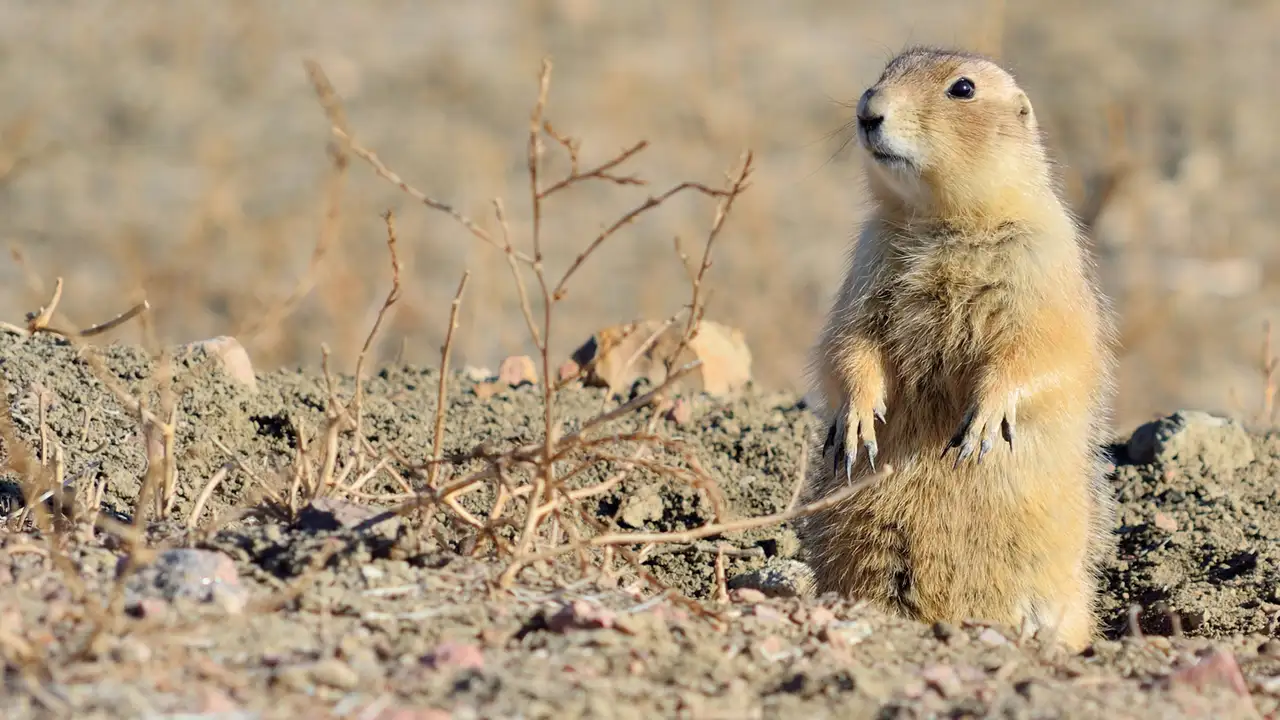 Listen to The Complex Language of Prairie Dogs