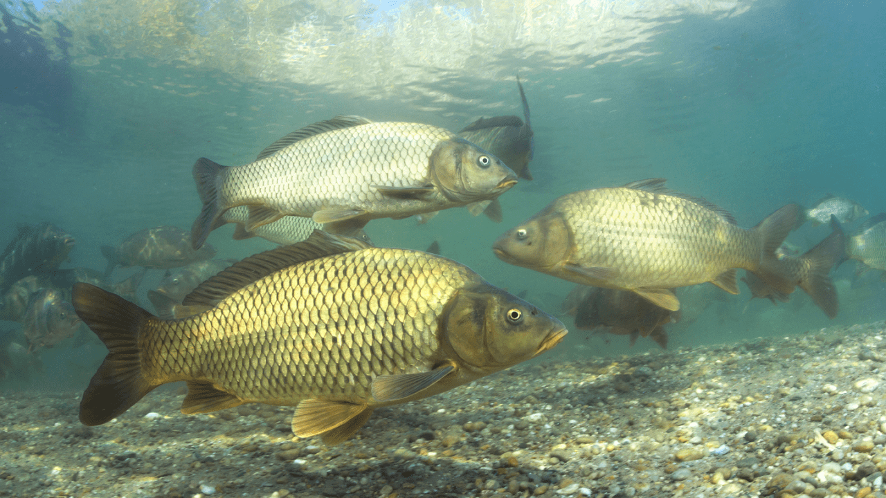 How Carp Conquered America’s Rivers - BYU Radio