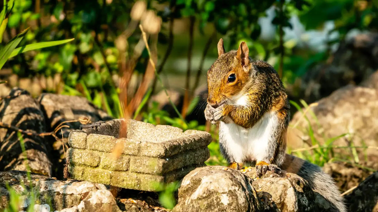 Listen to National Wildlife Week