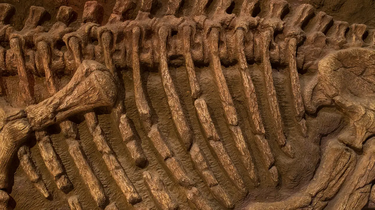 Listen to Paleoscatology: the Study of Ancient Dino Poop - BYUradio