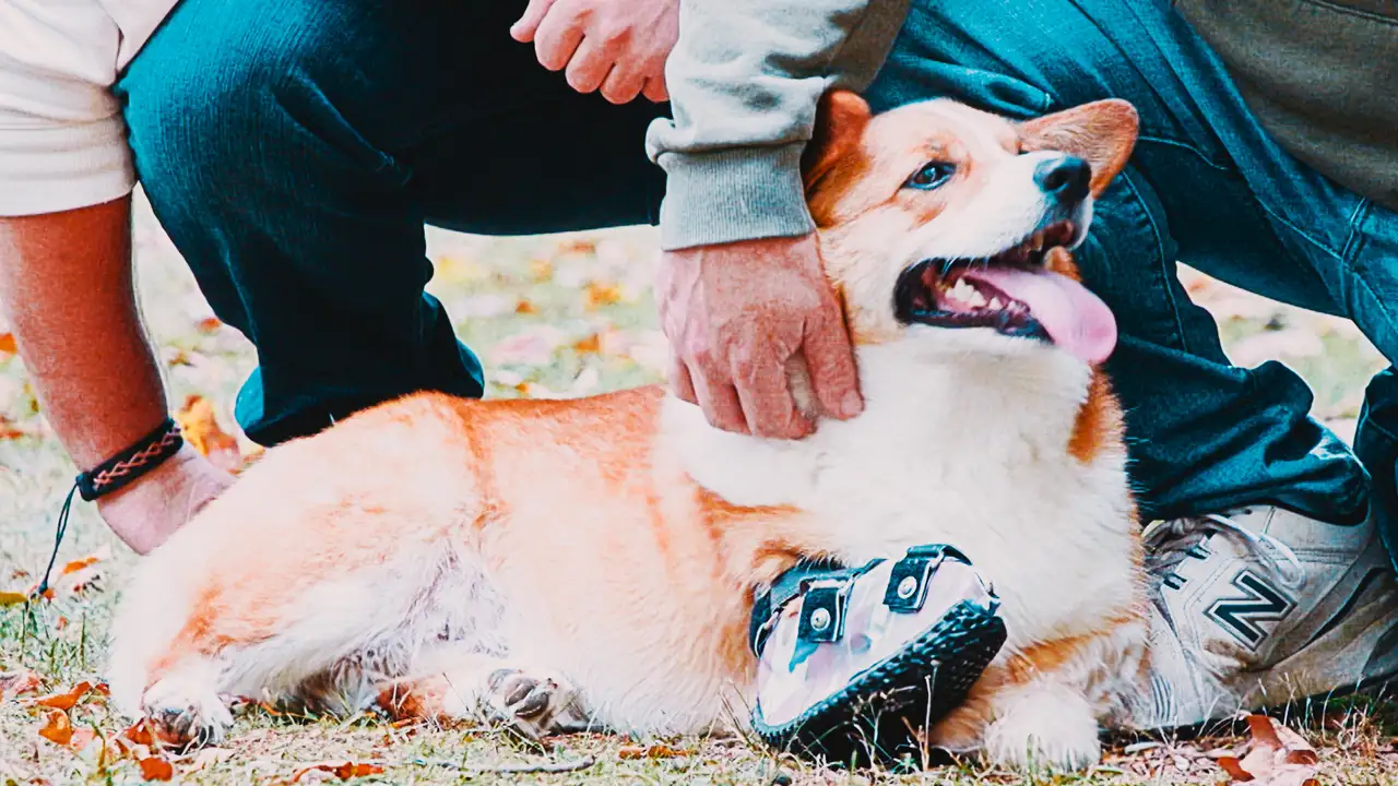 The Wizard of Paws - Season 6 - Ollie, Ollie, Running free! - BYUtv