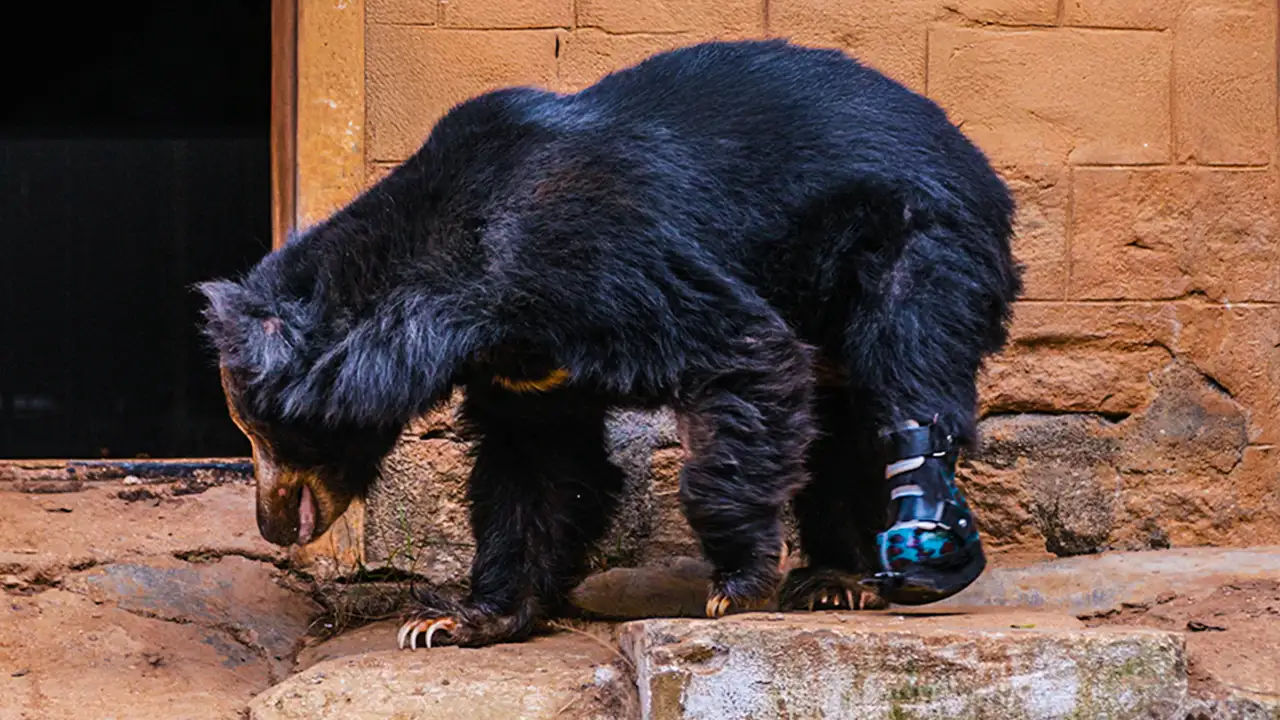 The Wizard of Claws - BYUtv