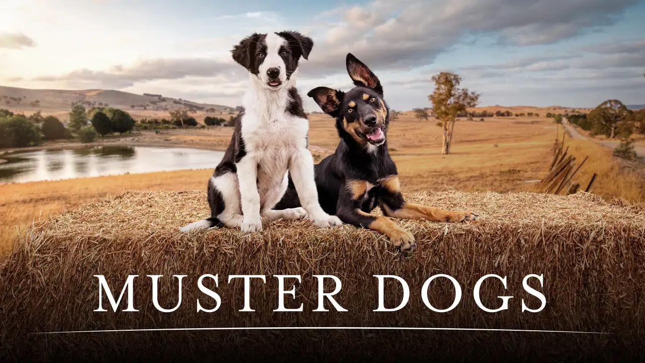 Muster Dogs - BYUtv