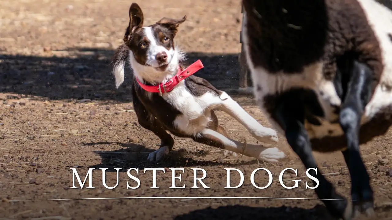 season 2 - Muster Dogs - BYUtv