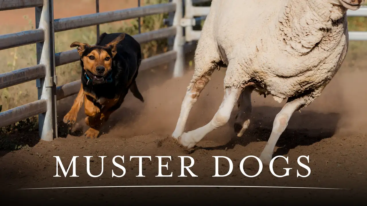 Muster Dogs - BYUtv