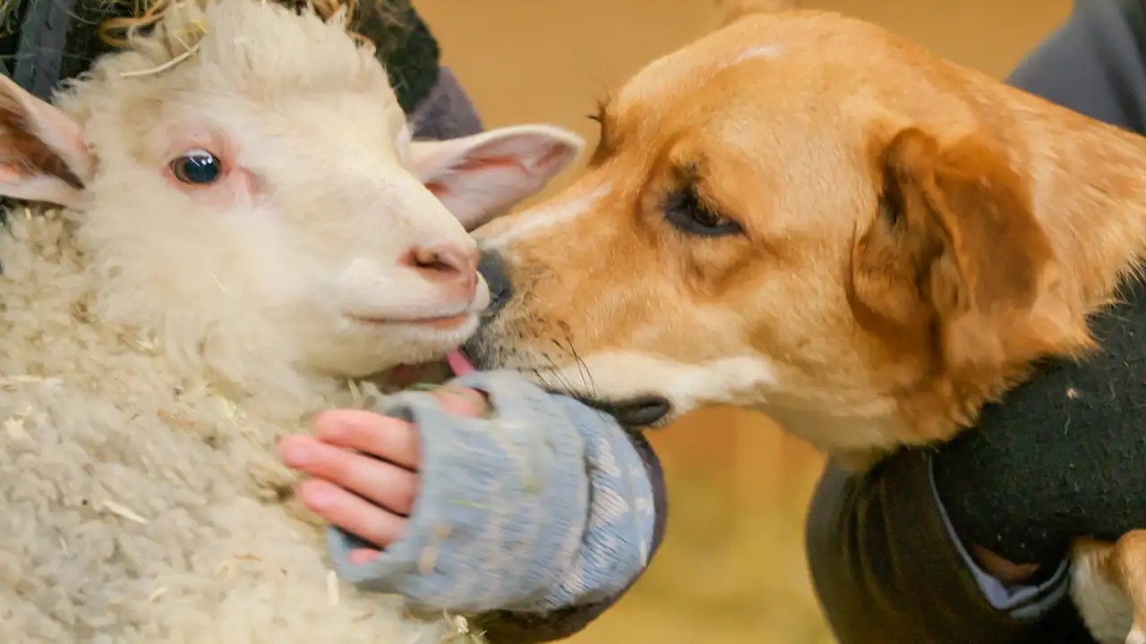 Watch The Wizard of Paws Season 5 Episode 4: Two Peas in a Pod