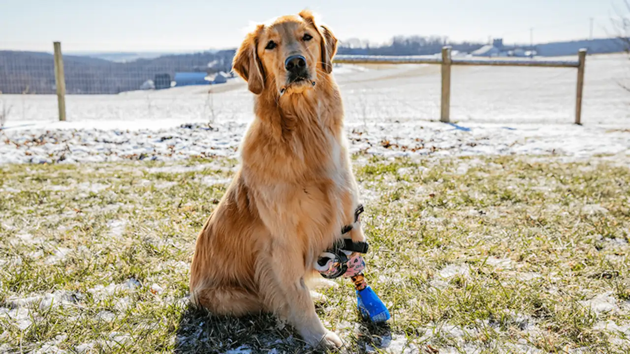 Watch The Wizard of Paws Season 4 Episode 5: Marvelous Millie